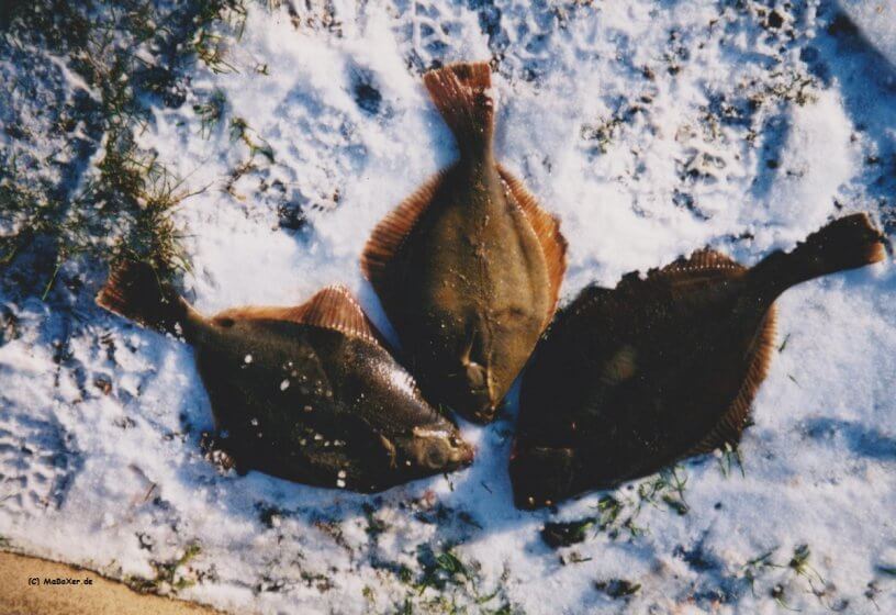 Ob Scholle, Steinbutt oder Flunder alles Plattfische