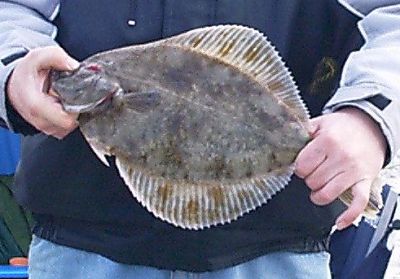 Plattfische – Meeresangler